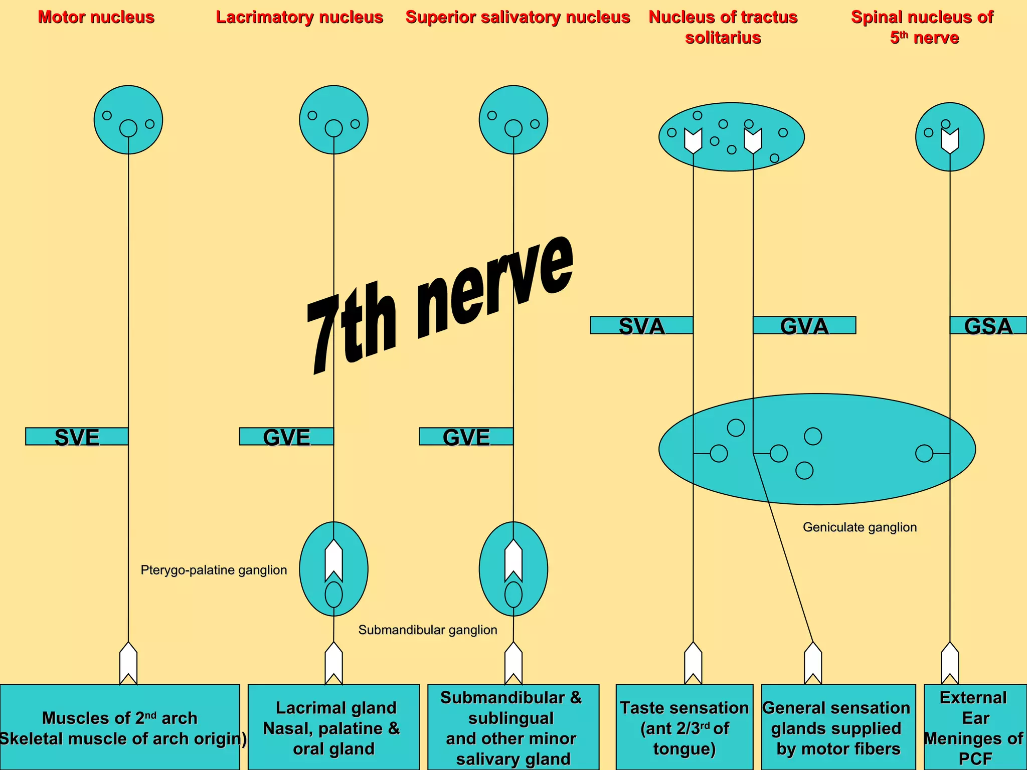 Functional components of the cranial nerves (animated) | PPT
