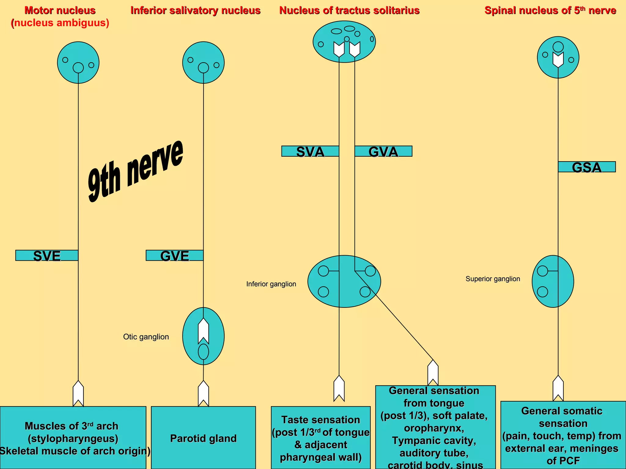 Functional components of the cranial nerves (animated) | PPT