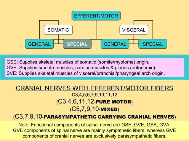 Functional components of the cranial nerves (animated) | PPT | Ear ...