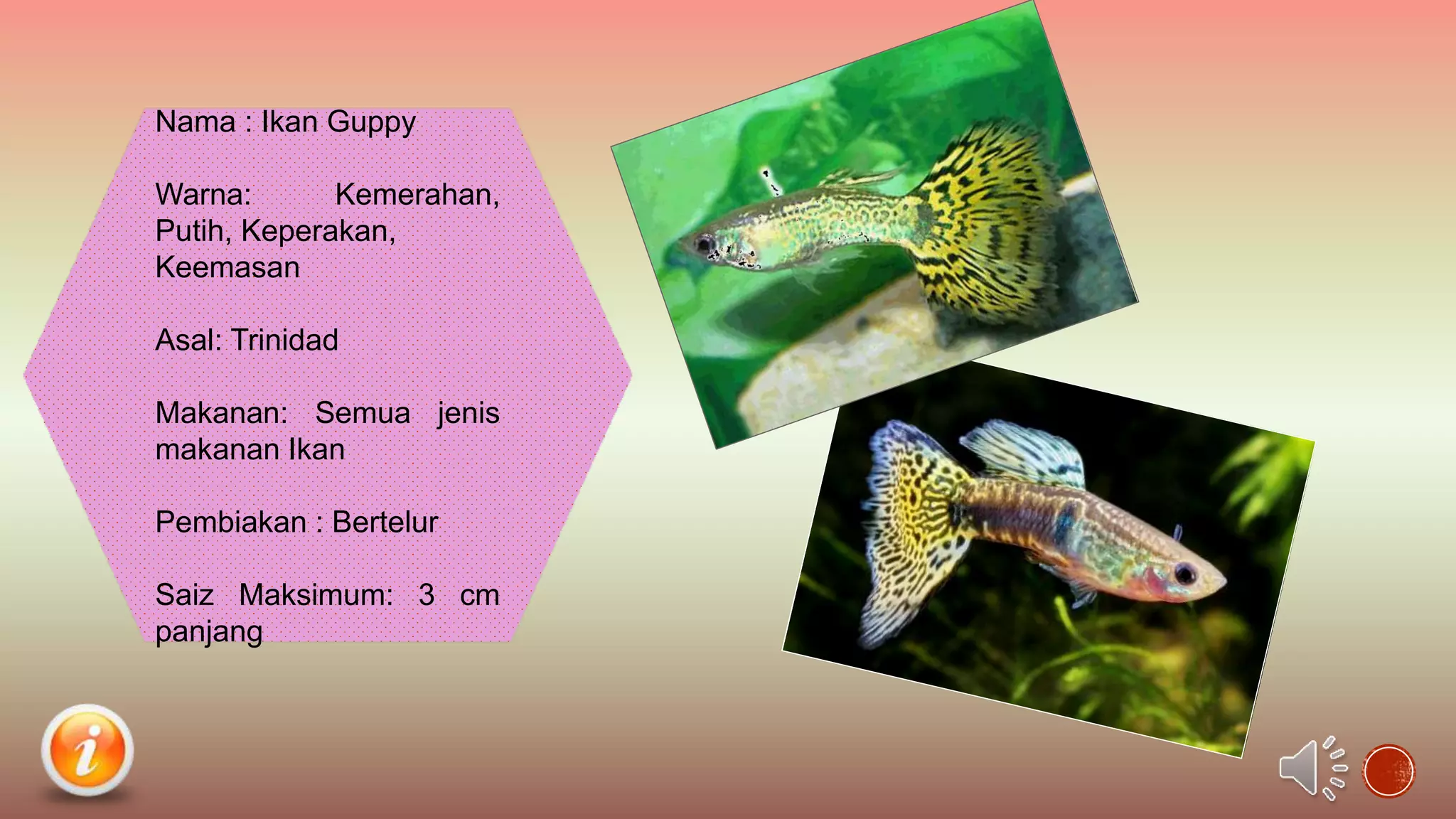 Fce3400> teknologi pendidikan> pengenalan ikan hiasan | PPTX