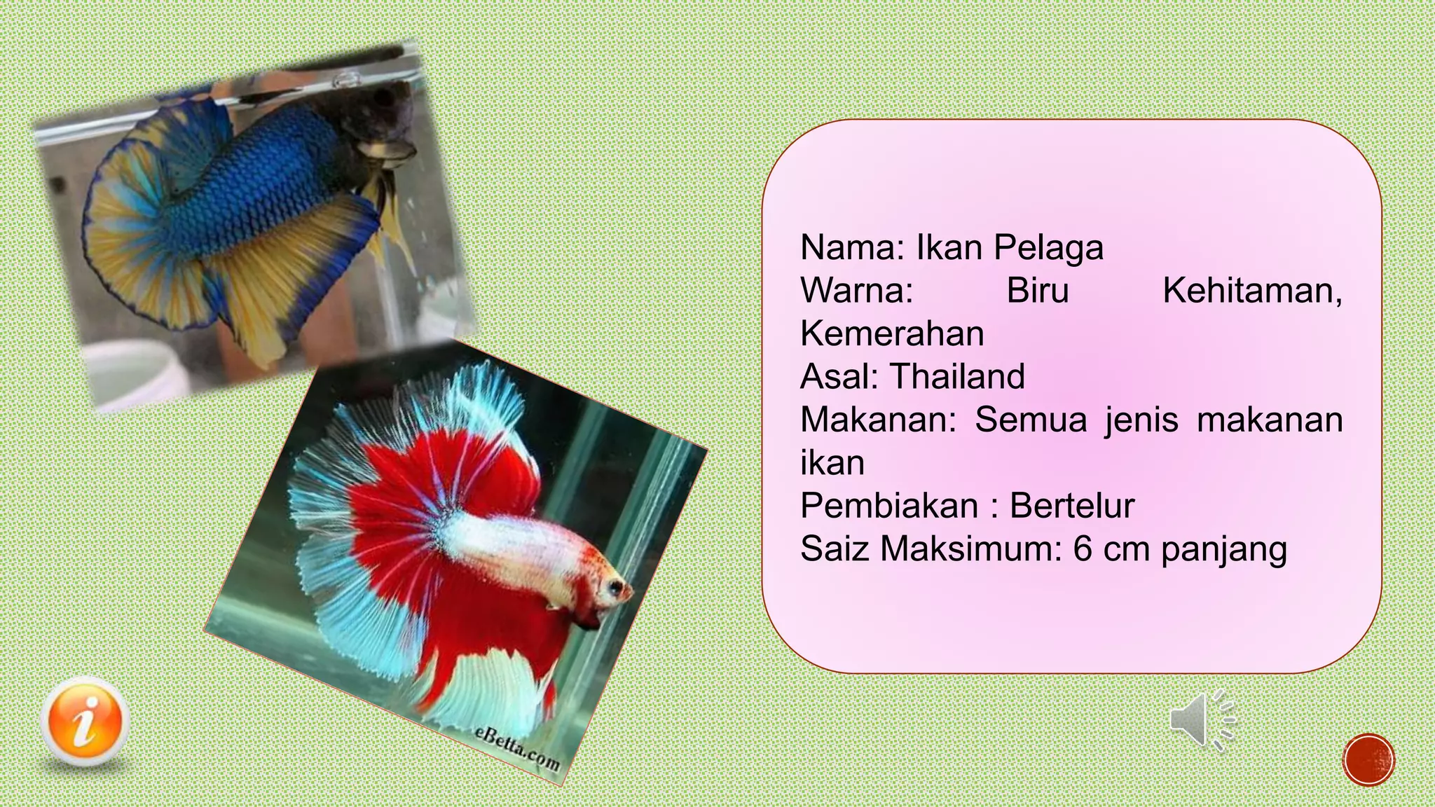 Fce3400> teknologi pendidikan> pengenalan ikan hiasan | PPTX