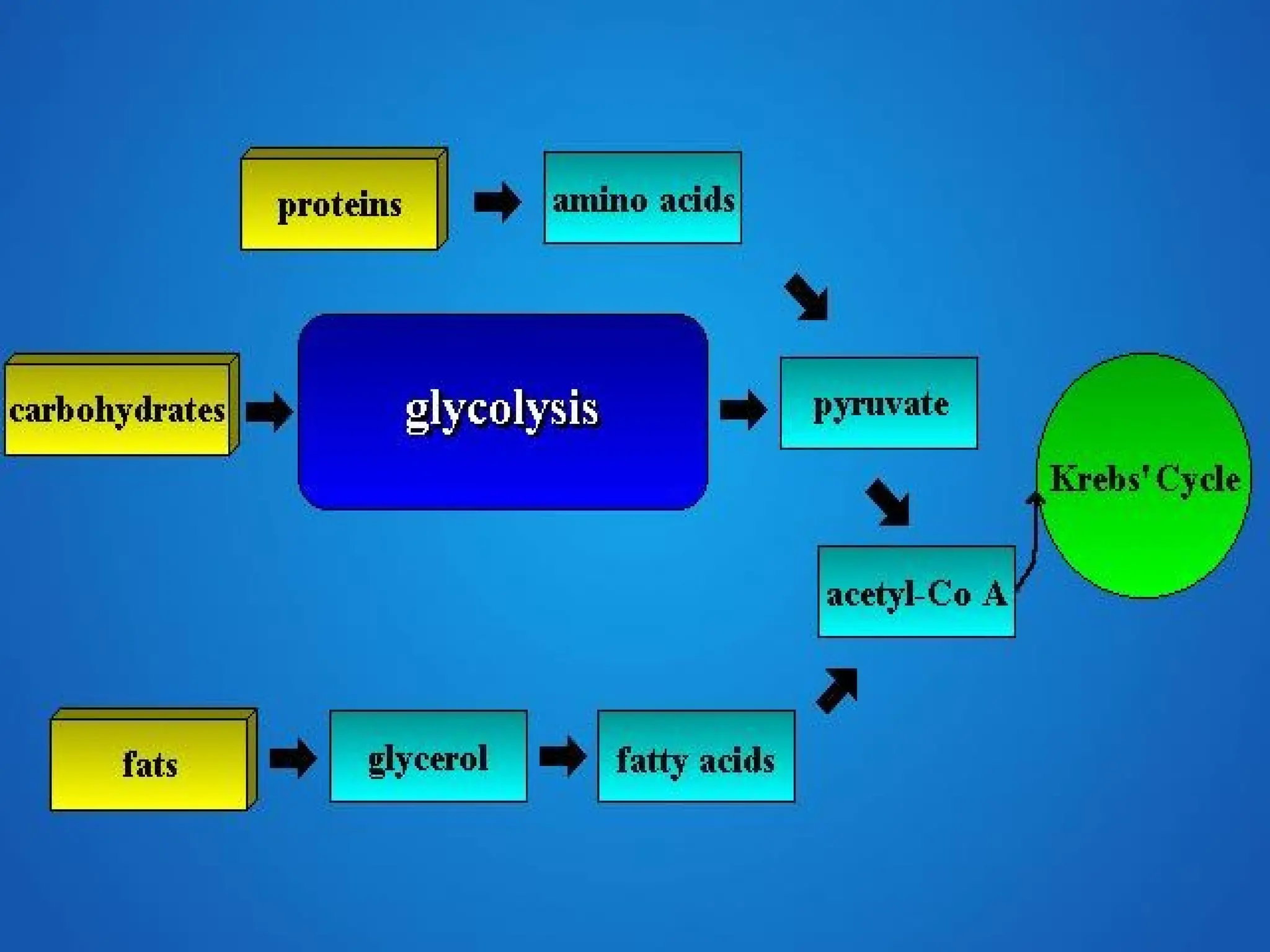 Fcellular respirdfghhgfdsatiofghjhgn.ppt