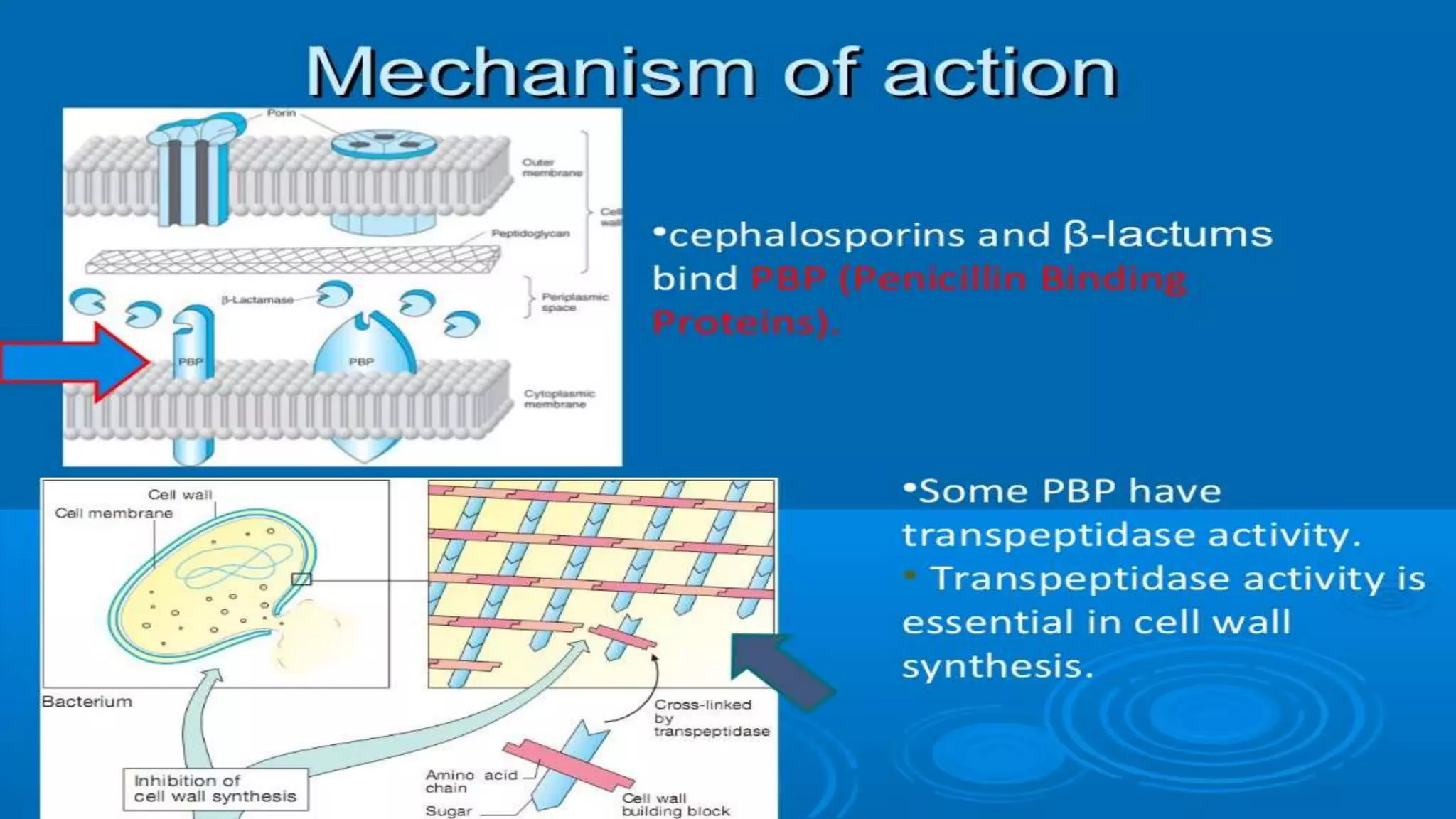 Cephalosporins Pptx