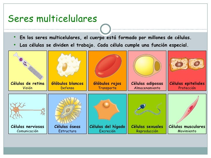 F:\Ciencia 2010\La Celula Clase 1