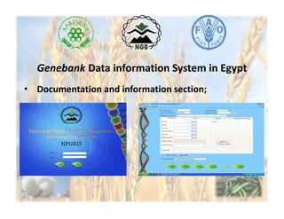Egypt Country Report | PDF