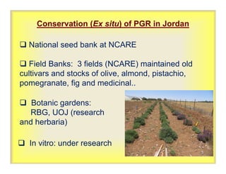 Jordan Country Report | PDF