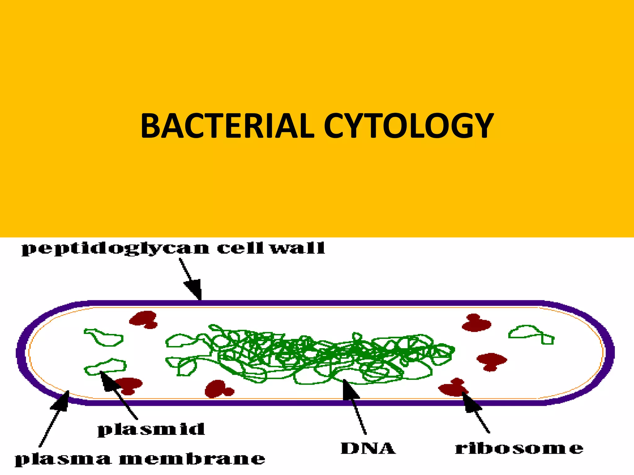 Bacterial cytology | PPT