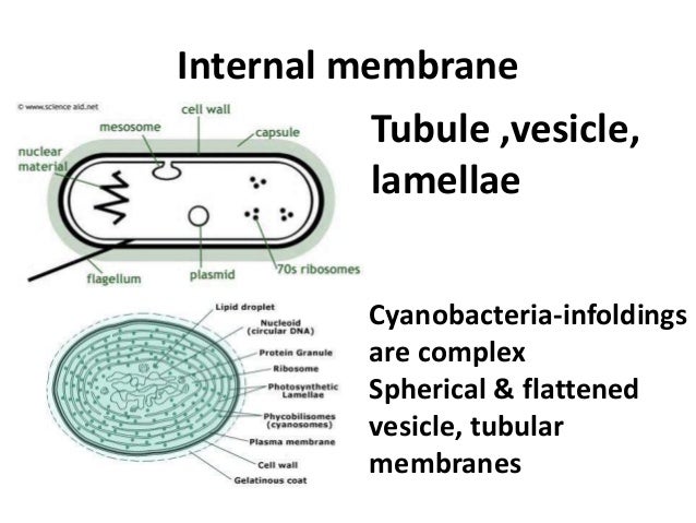 Bacterial cytology