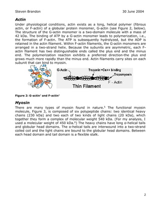 WATER BINDING BY MYOSIN | PDF