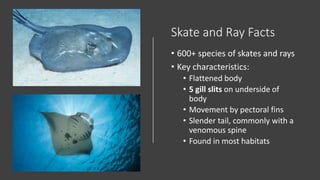 FD2_KG_SharksAndRays 2021.pptx