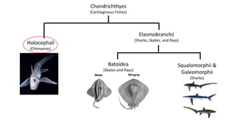 FD2_KG_SharksAndRays 2021.pptx