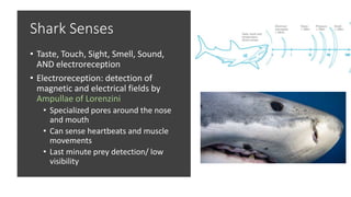 FD2_KG_SharksAndRays 2021.pptx