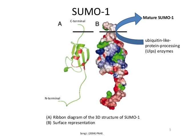 The Development of SUMOylation Inhibitors—A Novel Approach to
