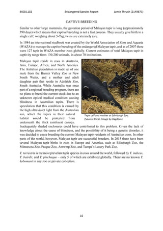 Malayan Tapir Endangered Species Report Jamie Thrush V2 | PDF