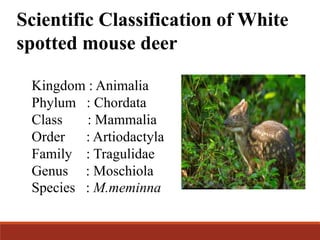 Mouse deer- finalppt | PPTX