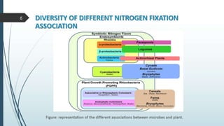 symbiotic N fixation & challenges to extension to N | PPTX