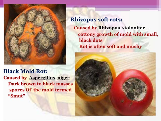 Contamination, Spoilage and preservation of Fruits and Vegetables ...