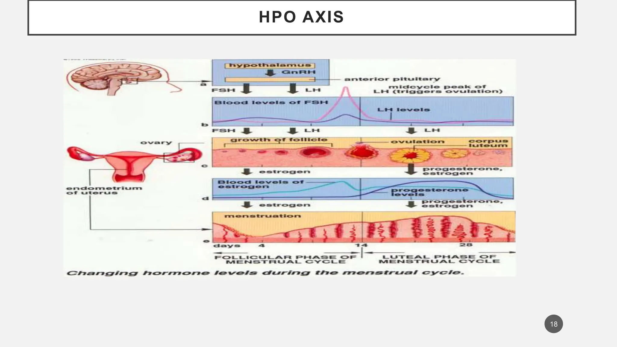 PATPHYSIOLOGY OF MENOPAUSE, AND ITS MANAGEMENT | PPT