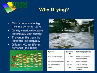 paddy-drying-systems.ppt