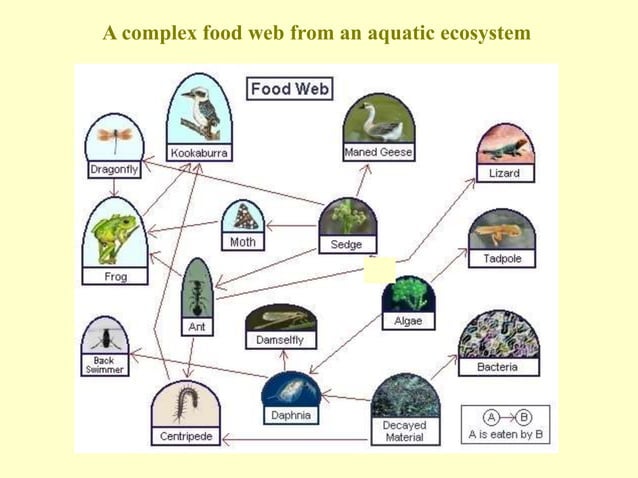 fdocuments.in_chapter-18-introduction-to-ecology.ppt