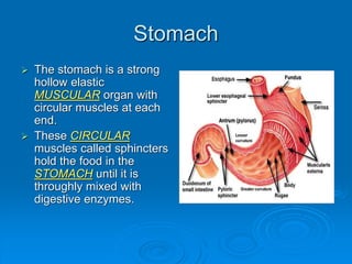 fdocuments.net_overview-the-digestive-system-digestive-system-the ...