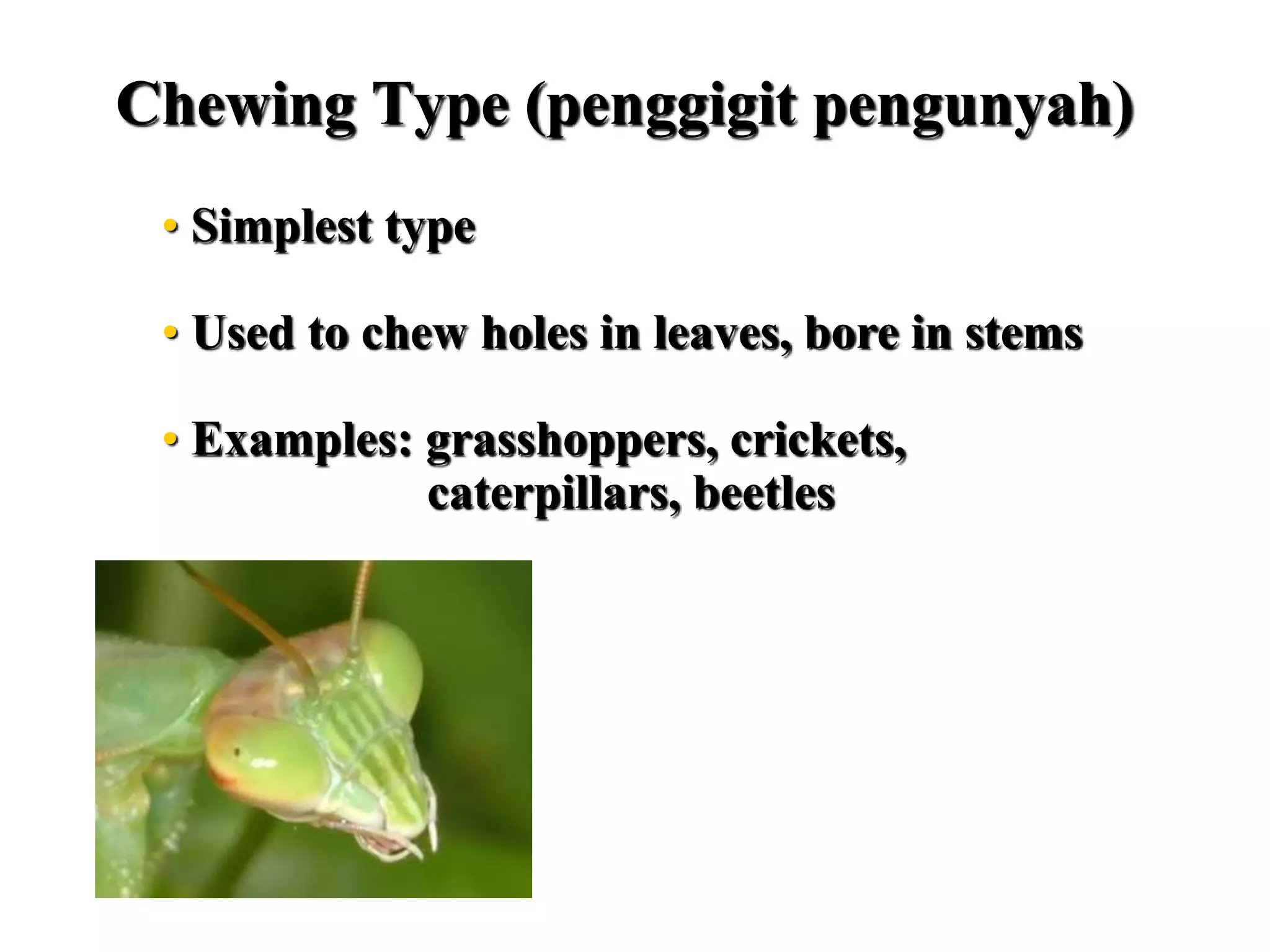 fdokumen.com_iii-morfologi-serangga.ppt