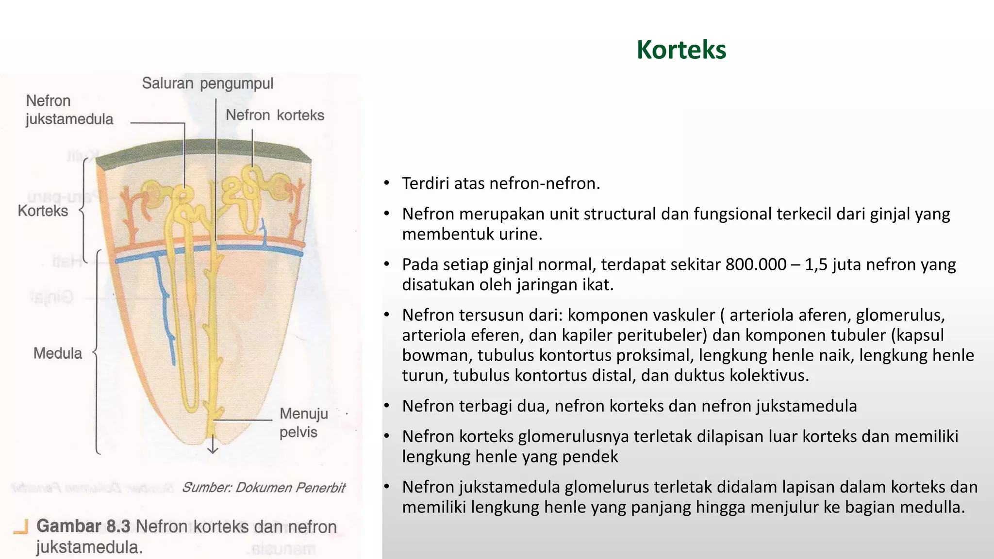 fdokumen.com_slide-powerpoint-sistem-ekskresi-pratiwi-srikandi-xi-mipa ...