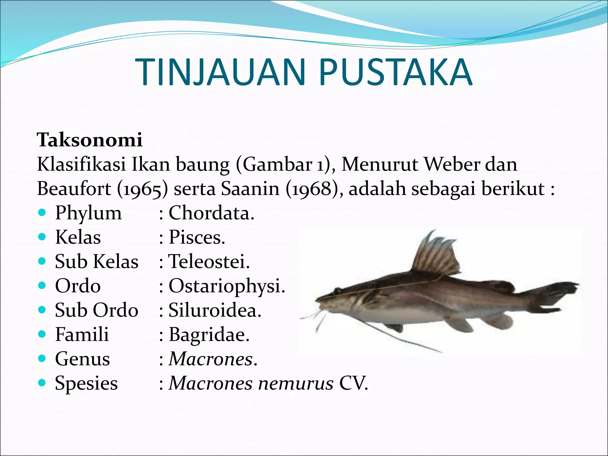fdokumen.com_presentasi-rproduksi-ikan-baung.ppt