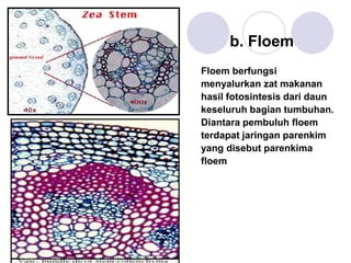 fdokumen.com_struktur-fungsi-jaringan-tumbuhan-ppt-file-web-view2011-08 ...