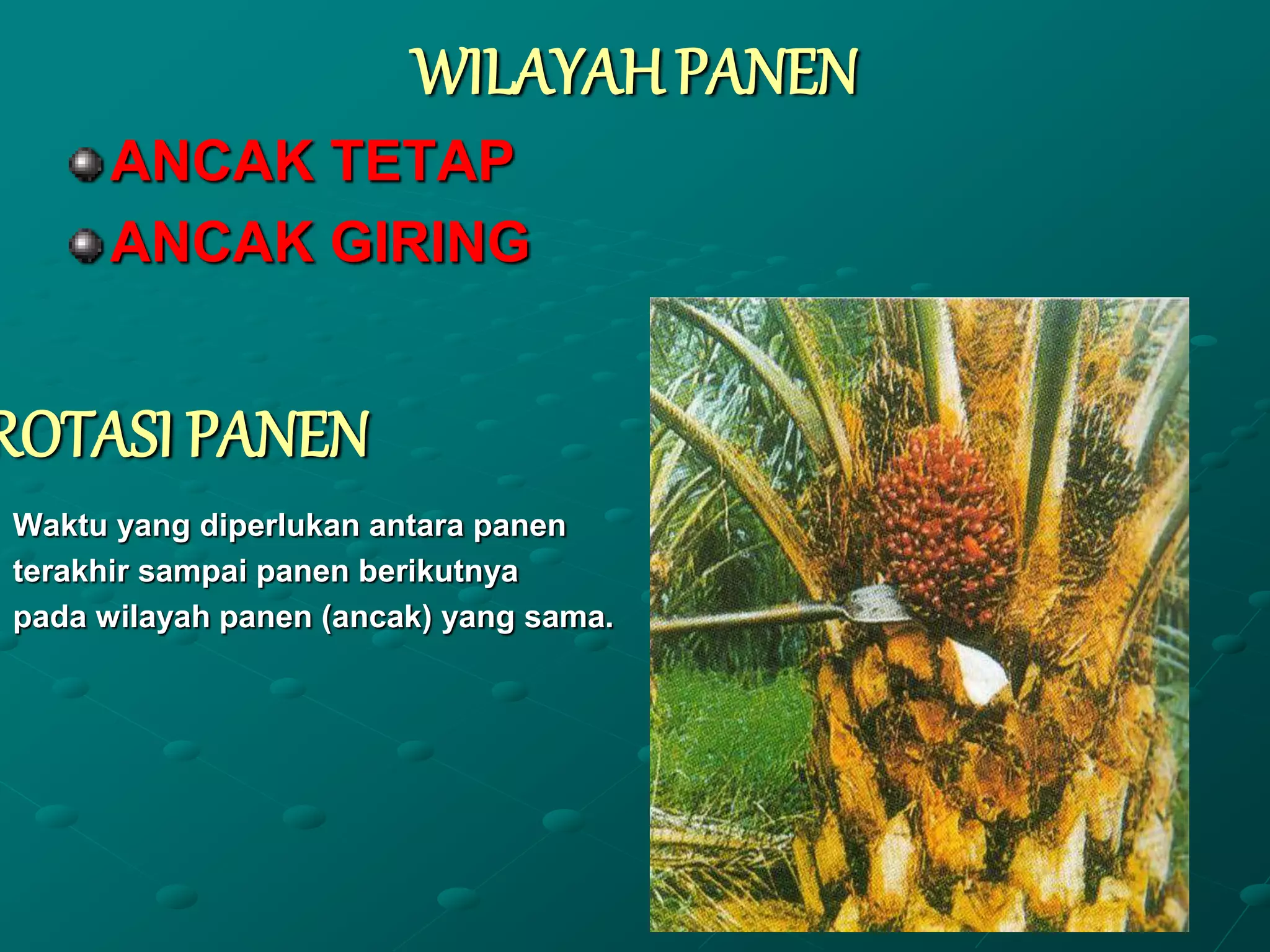 fdokumen.com_panen-ksawit.ppt