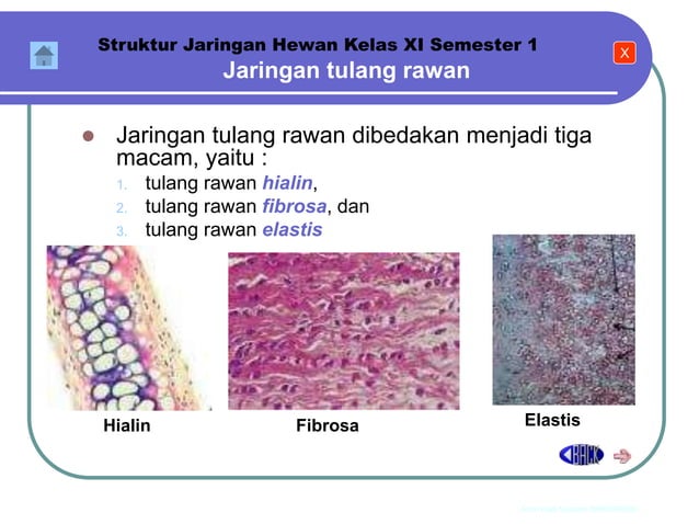 fdokumen.com_jaringan-hewan-biologi-sma-kelas-xi.ppt