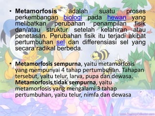 fdokumen.com_metamorfosis-kupu-kupu.pptx
