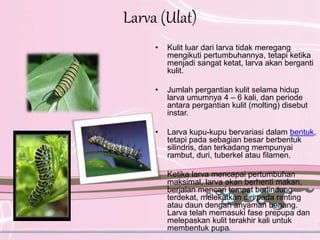 fdokumen.com_metamorfosis-kupu-kupu.pptx