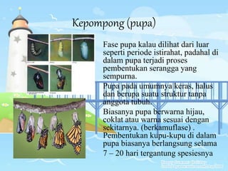 fdokumen.com_metamorfosis-kupu-kupu.pptx