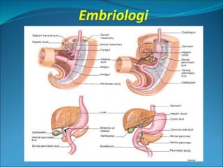 fdokumen.com_anatomi-dan-fisiologi-sistem-hepatobilier.ppt