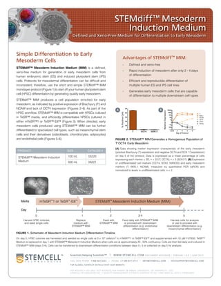 Mesoderm Brochure | PDF