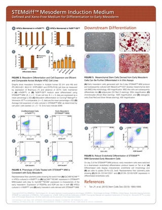 Mesoderm Brochure | PDF