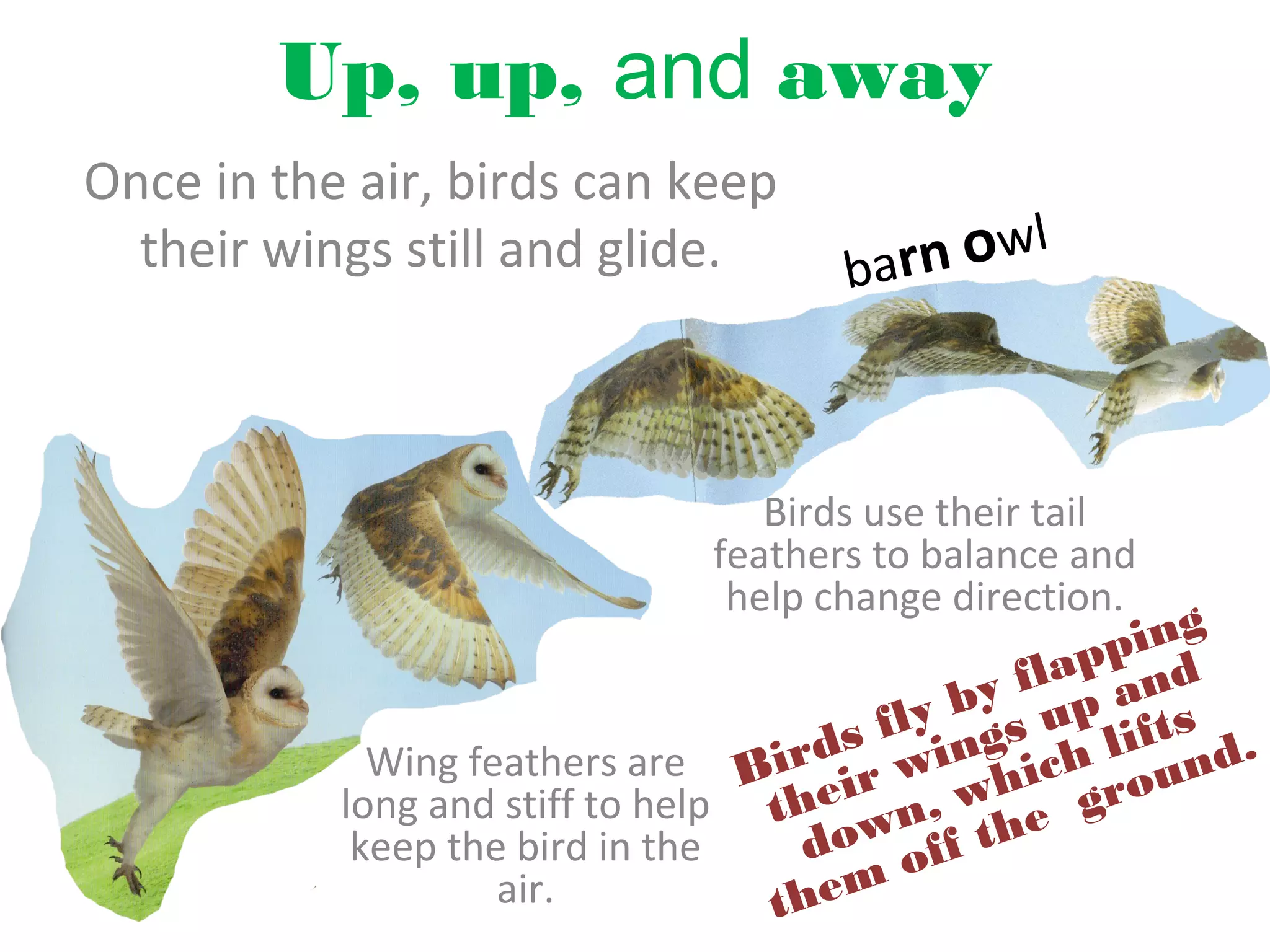 Feathered friends | PPT