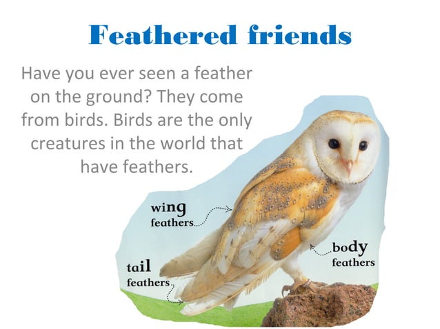 Feathered friends | PPT | Birds | Pets