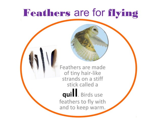Feathered friends | PPT | Birds | Pets