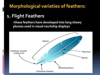 Feathers | PPTX