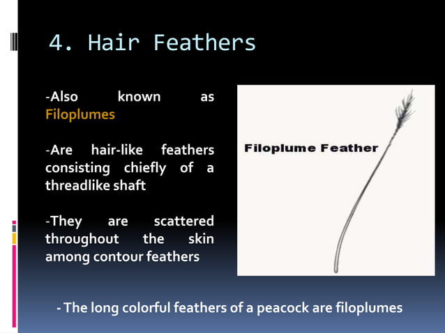 Feathers | PPTX