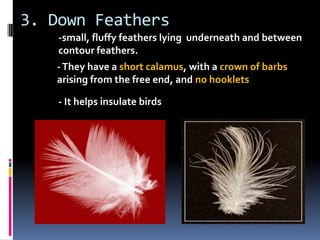Contour Feathers And Down