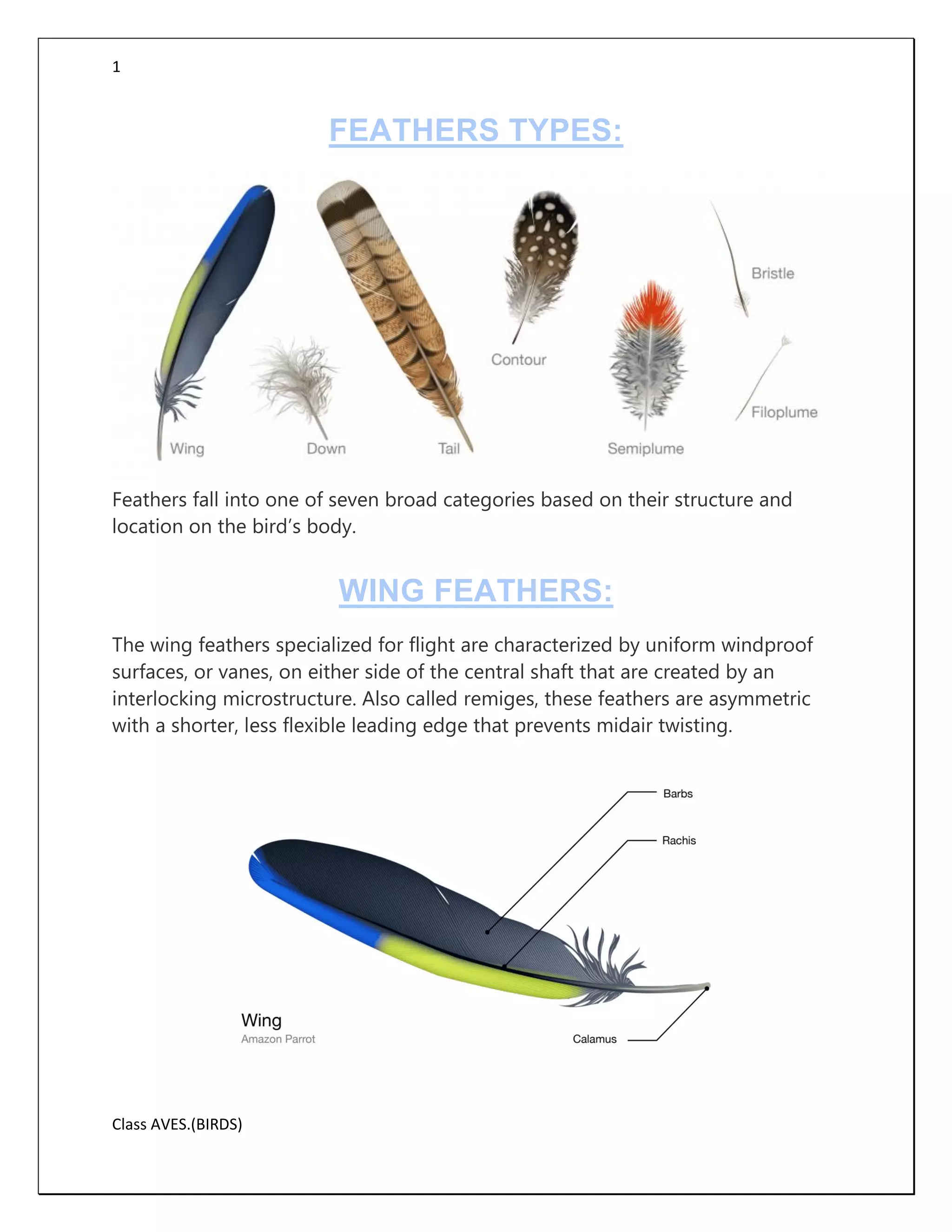 Feathers types | PDF | Birdwatching | Hobbies & Interests