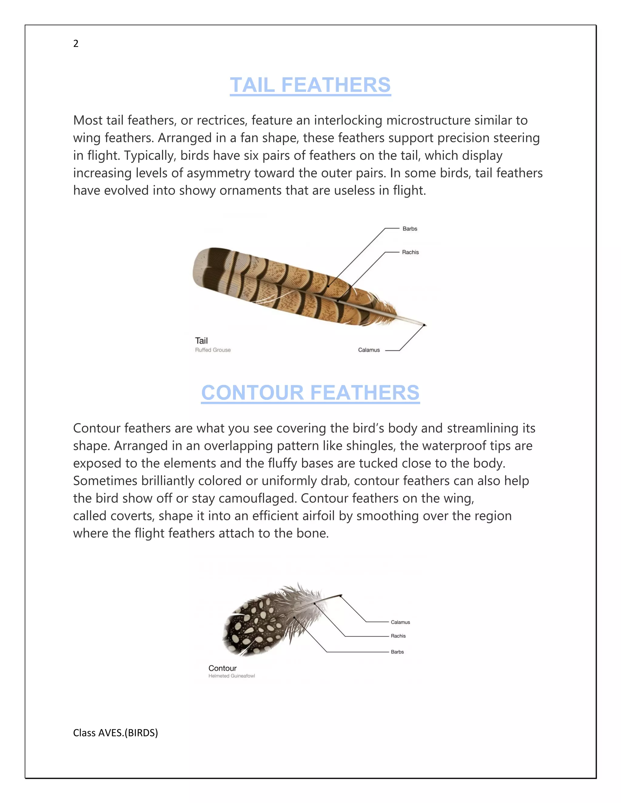 Feathers types | PDF