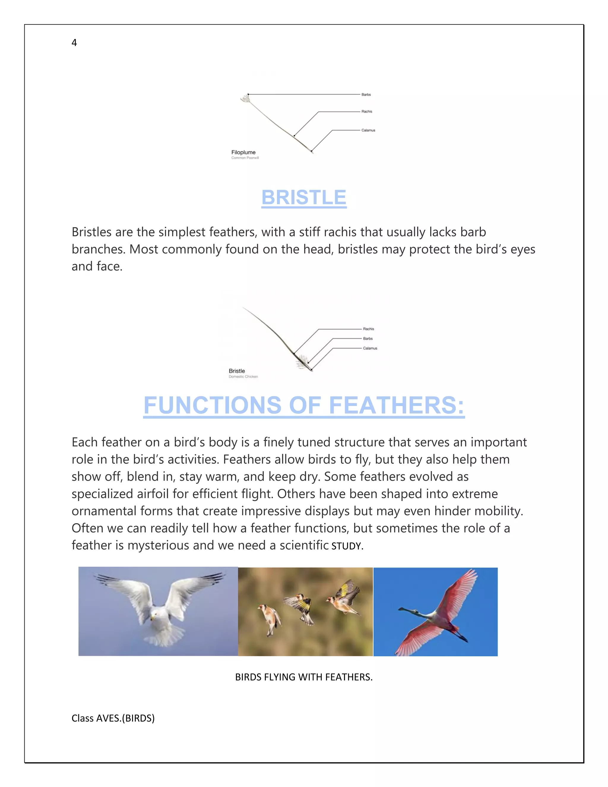 Feathers types | PDF