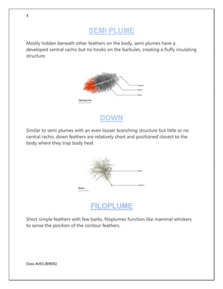 Feathers types | PDF