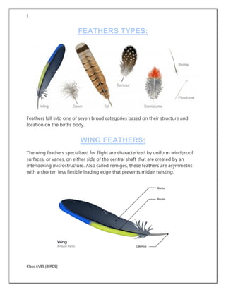 Types Of Bird Feathers Chart