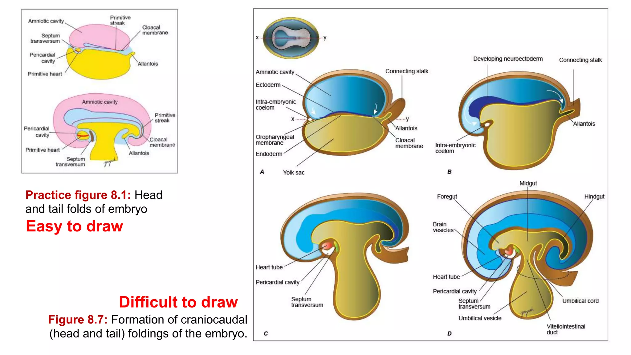 Features of human embryology by dr yogesh | PPTX