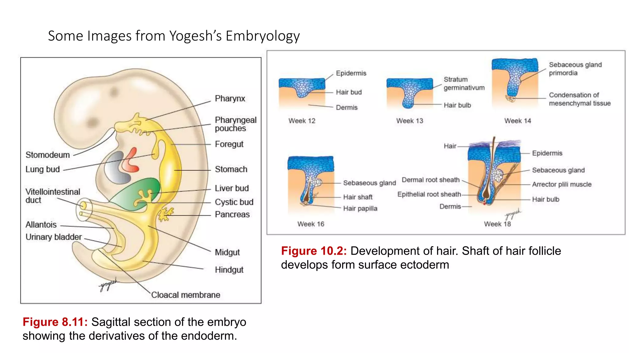 Features of human embryology by dr yogesh | PPTX